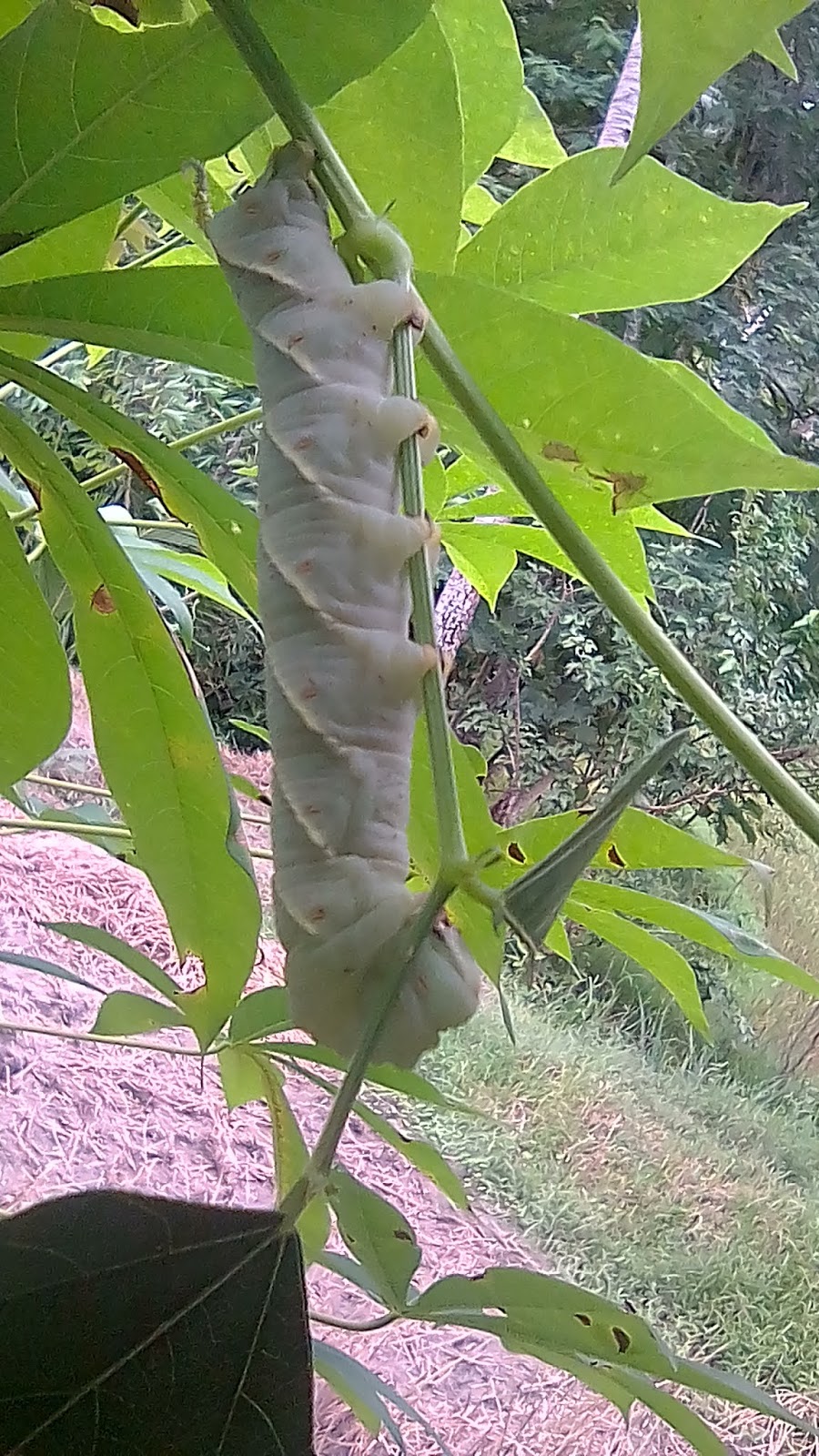 Belajar dan Berbagi: Ulat Terbesar Di Dunia, Mungkin Ini Salah Satunya