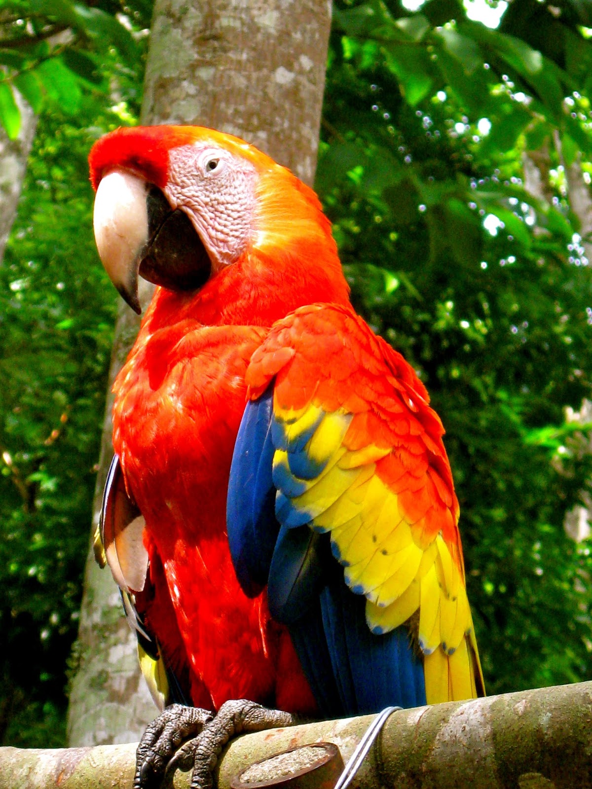 Honduras un pais que te Enamora: Fotos de flora y fauna de Honduras