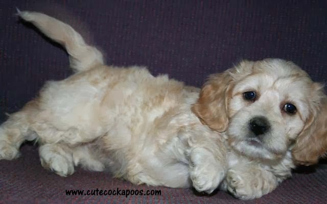 Cute Cockapoos: Tail Docking: Long and Waggy Tails are Welcomed Here!