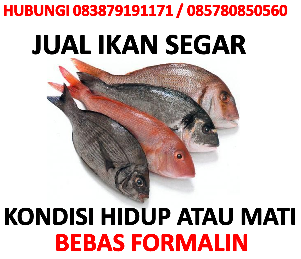 Jual Macam-macam Ikan Segar: Jual macam-macam IKAN SEGAR KONDISI HIDUP ...
