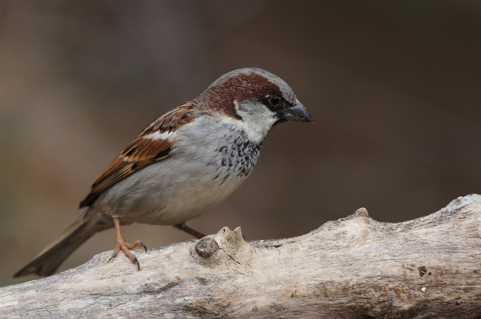 Pasión por las aves: Gorrión común.(Passer domesticus)