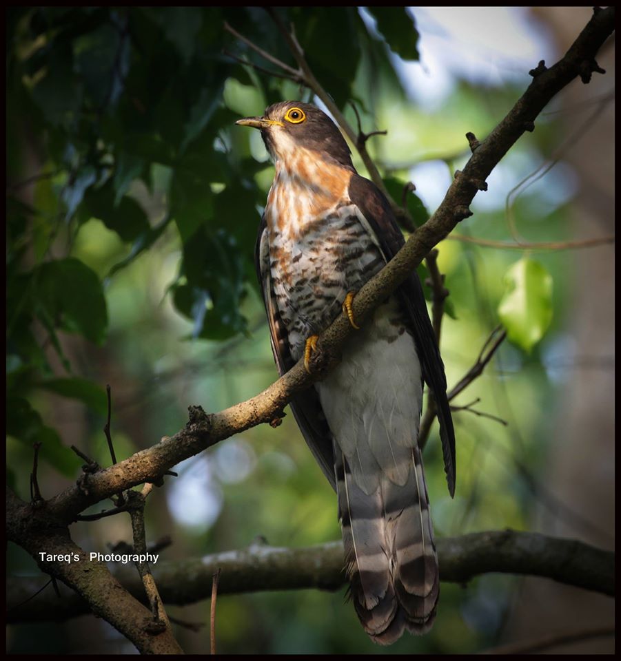 Birds of indian subcontinent: Large hawk-cuckoo