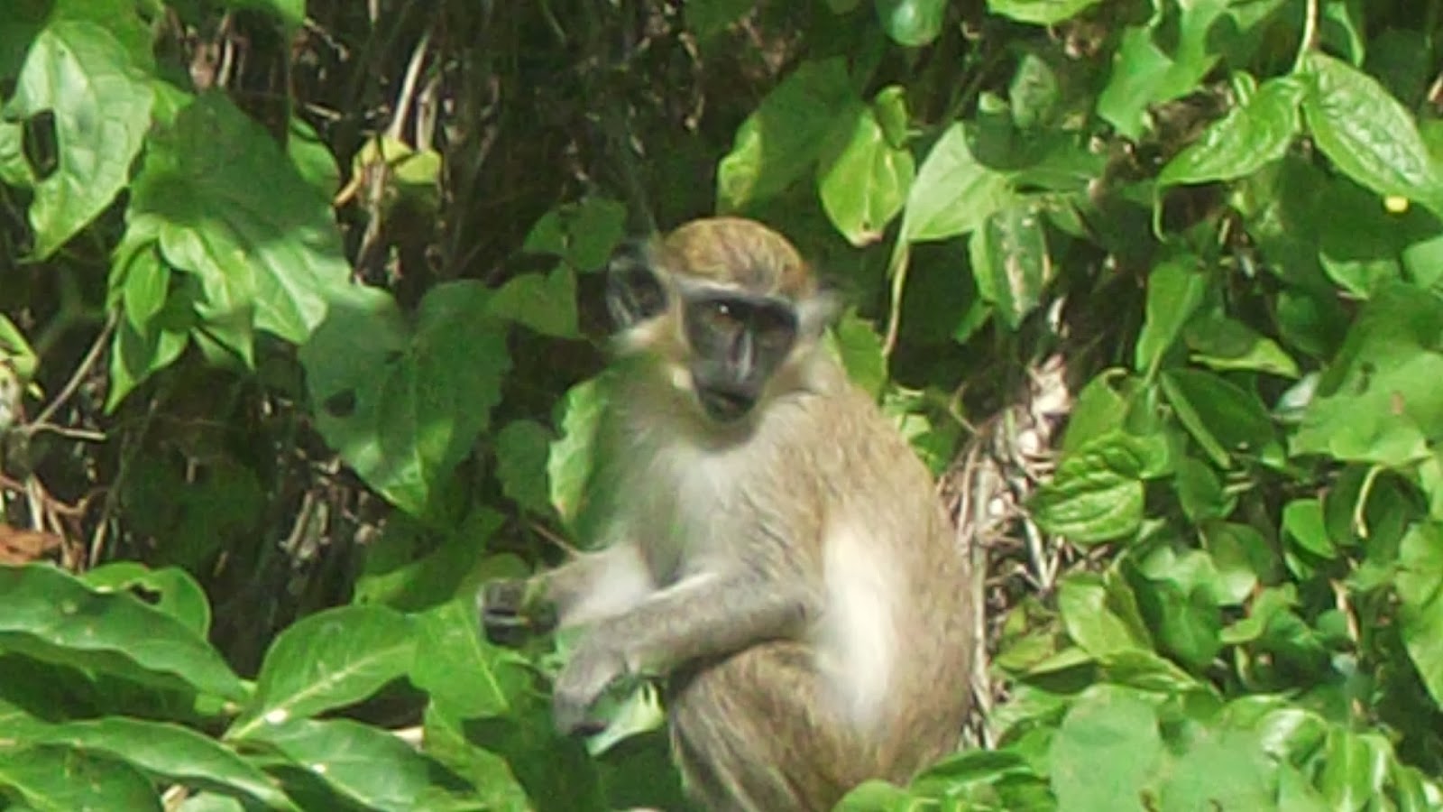Leeward Islands Adventure: Monkey Business in Nevis