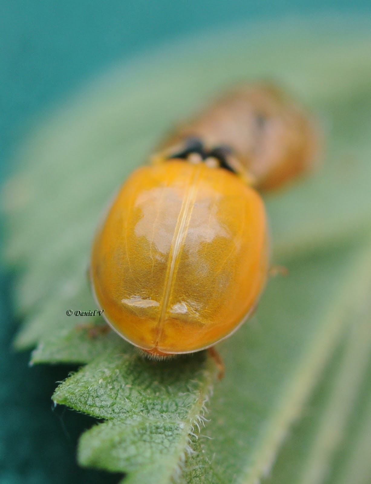 Macrophoto plaisir passion: Harmonia axyridis, l'émergence
