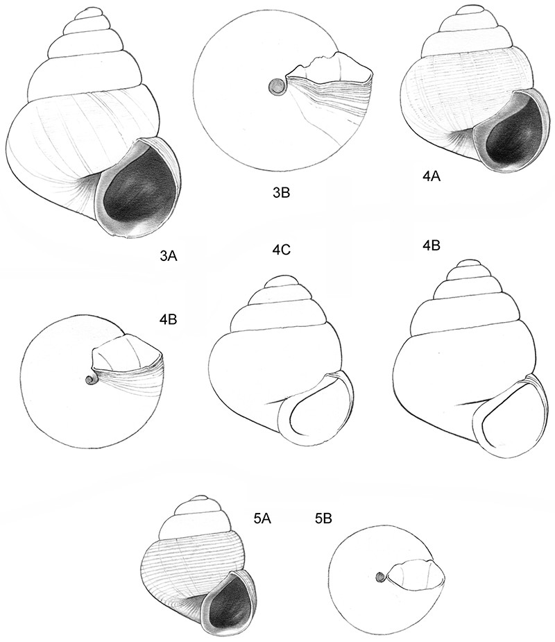 Microscope World Blog: 48 New Land Snail Species Discovered