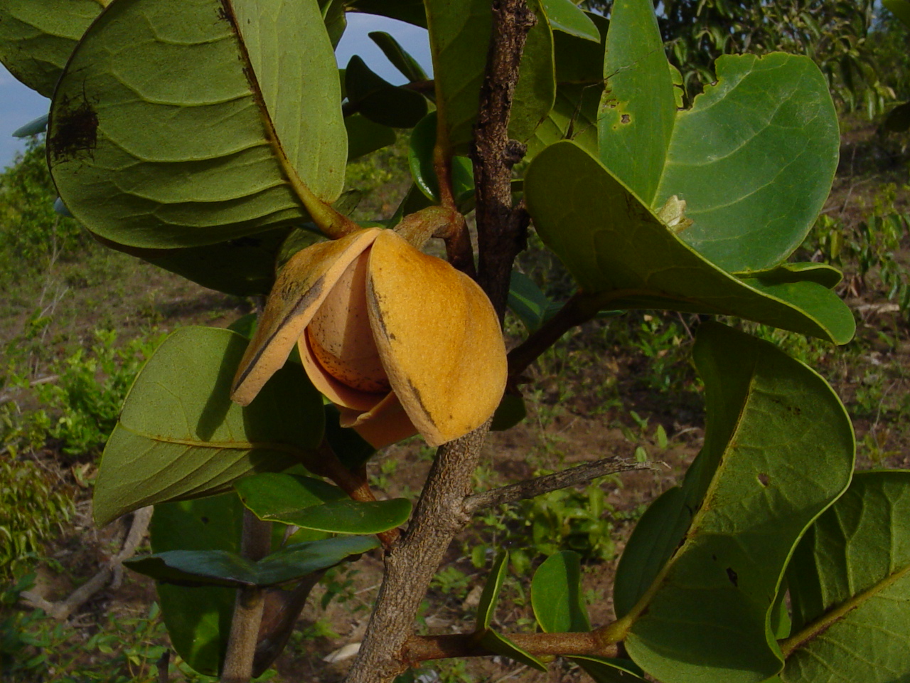 O Cruzamento De Duas Especies Da Familia Das Anonaceas - EDUCA