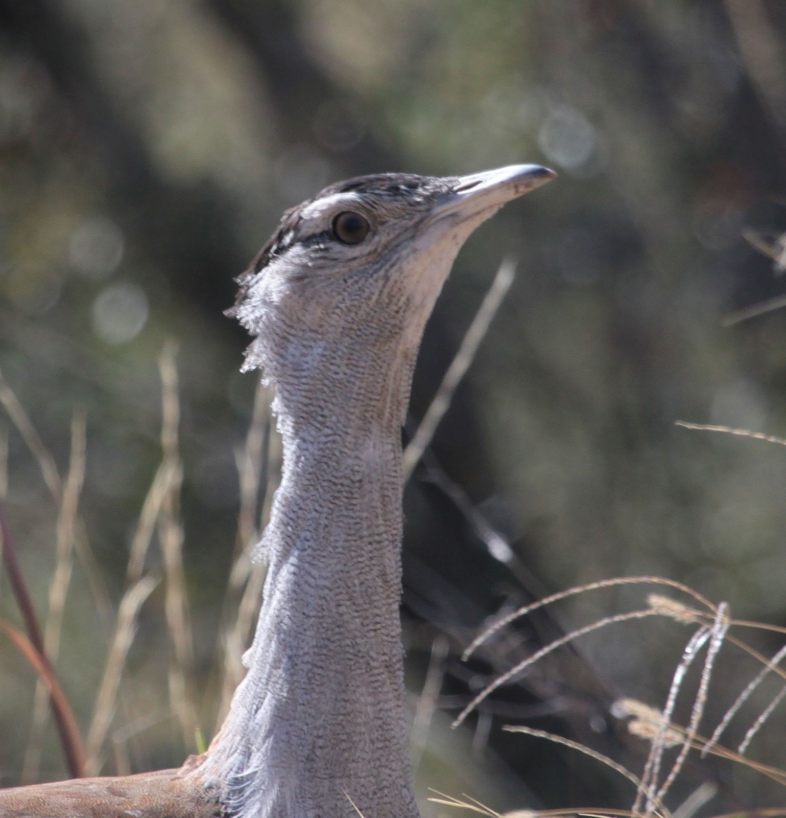 Central Australia Bird Photos: Australian Bustard - also known as Bush ...
