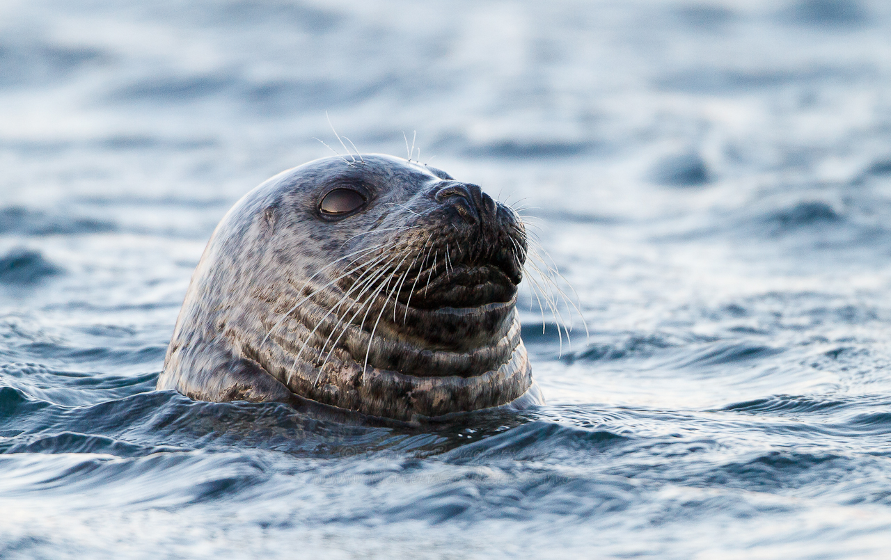 Naturgalleriet.no: Kobbe-kos