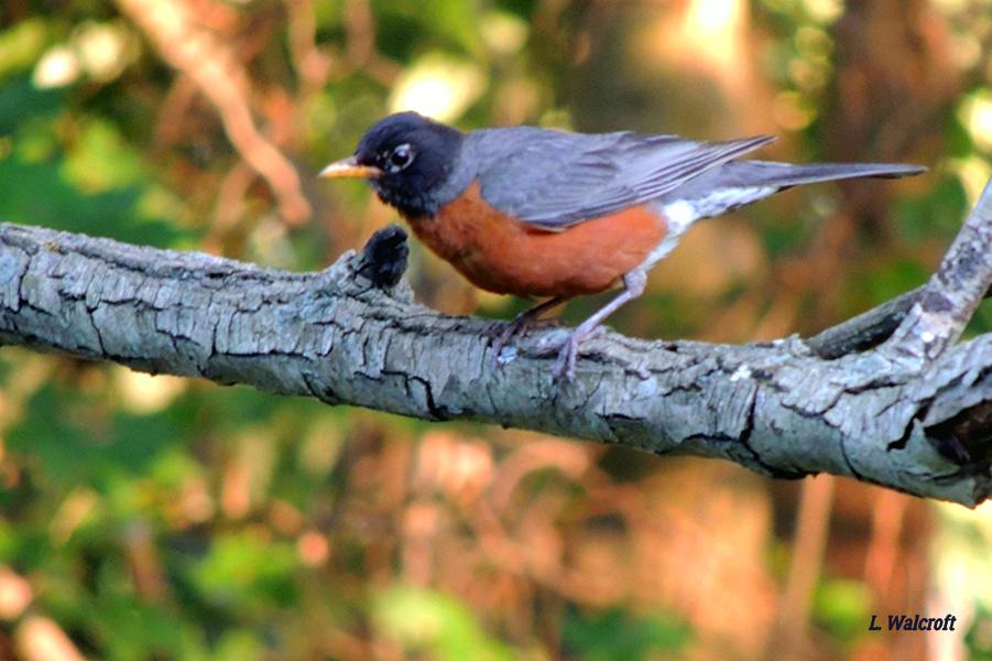 The View from Squirrel Ridge: American Robins