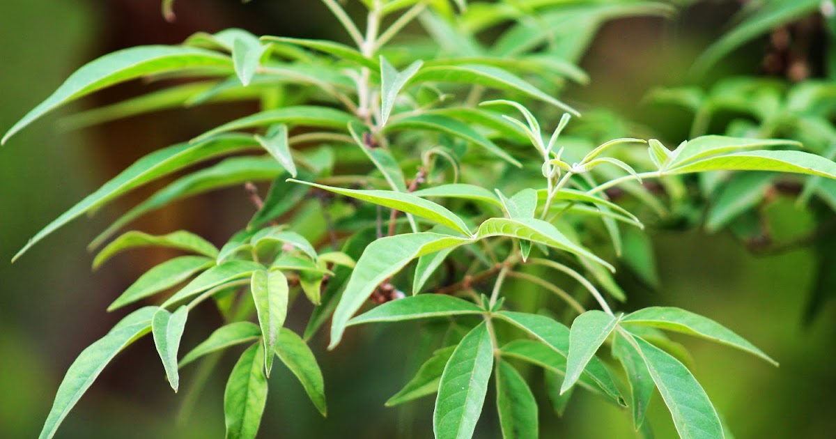 Ako si ANDREW IBOT!: Lagundi Herbal Medicine, Health Benefits, Side Effects