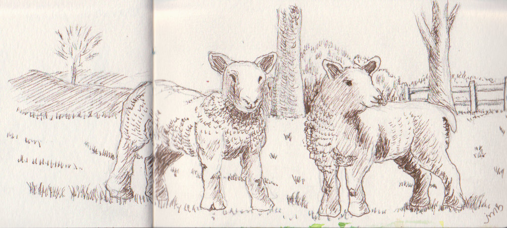 Seeing Anew: This morning's sketch: Spring lambs