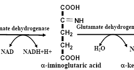 Biochemistry: General metabolic reactions of amino acids ( Deamination ...