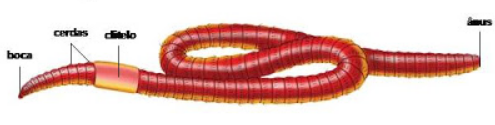 Natureza de mármore: Filo Annelida | Características e anatomia