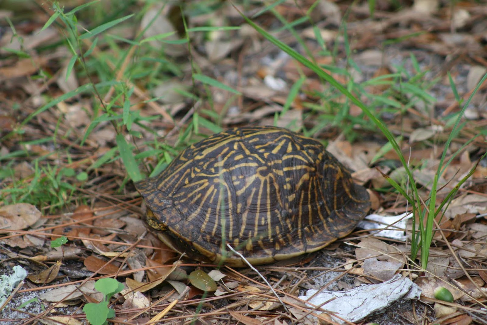 Hipster Birders: Phenomenal Frenchman's Forest