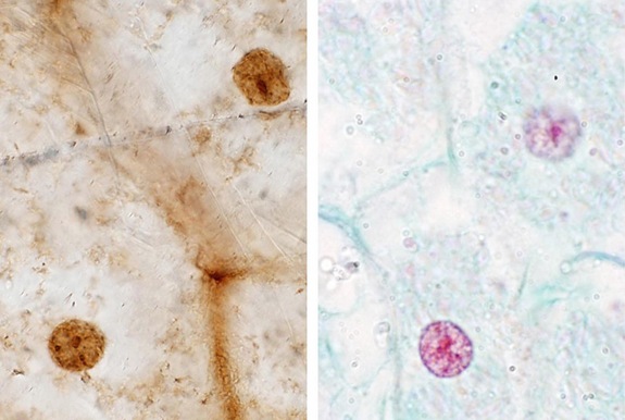 lumeapaleo&ecoterra.com: Despre ferigi (Partea I)