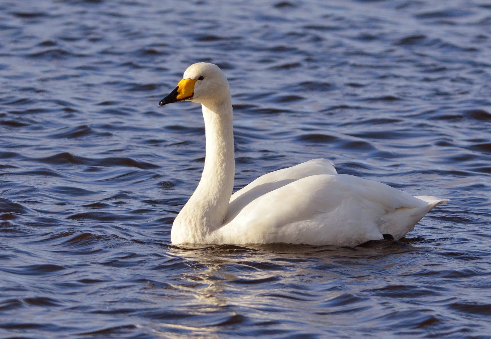 The Early Birder: Whooper Swan - Martin Mere Wetland Centre