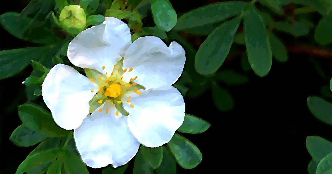 Capadia Designs: Photo Tips for Flowers and Fireworks