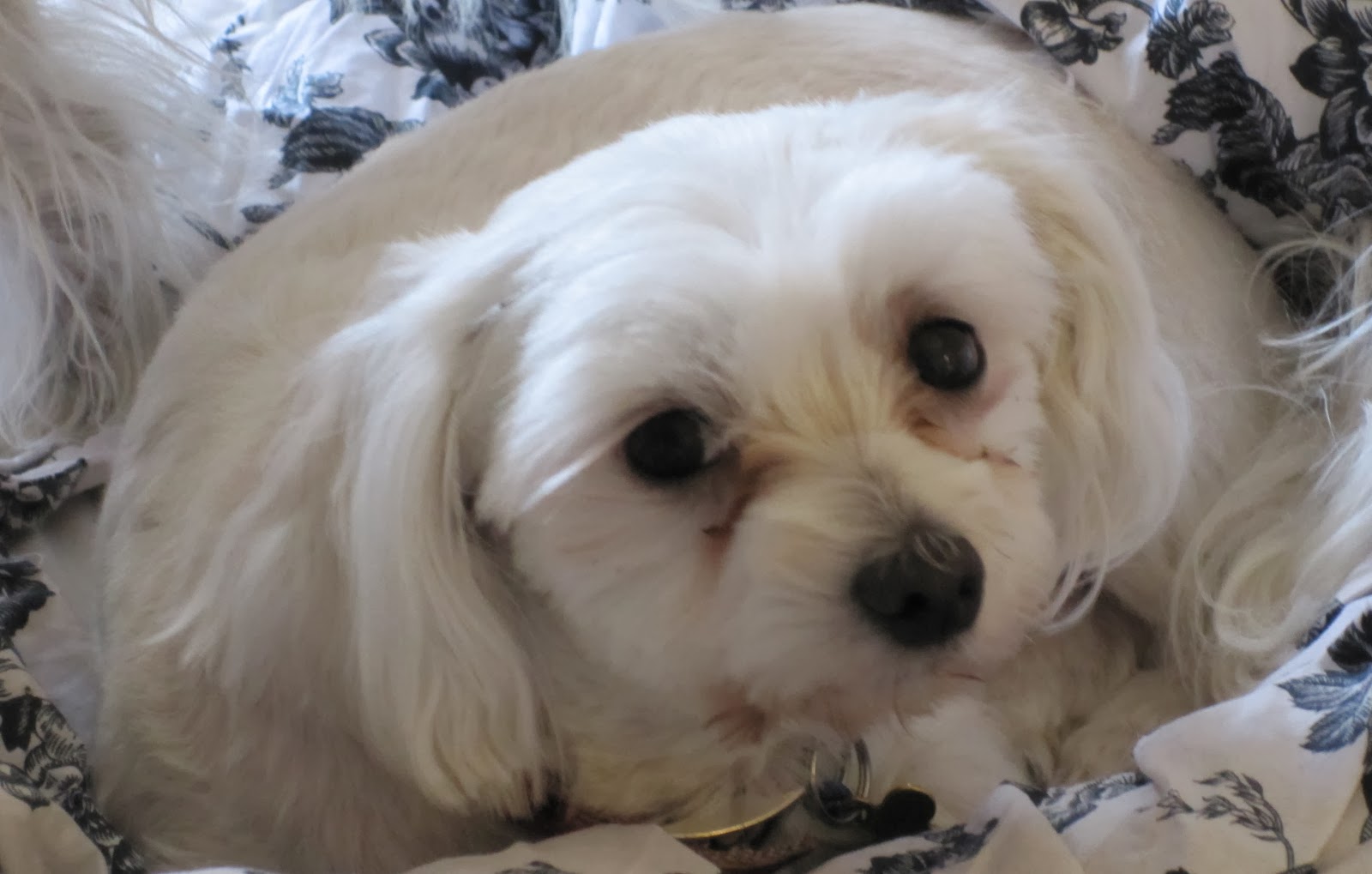 The House on the Side of the Hill: Naughty Little Pippi