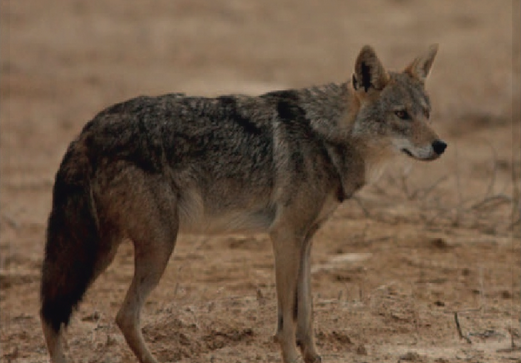 ERIPE LUPUS: LEARN ABOUT WOLVES AND LOVE WOLVES
