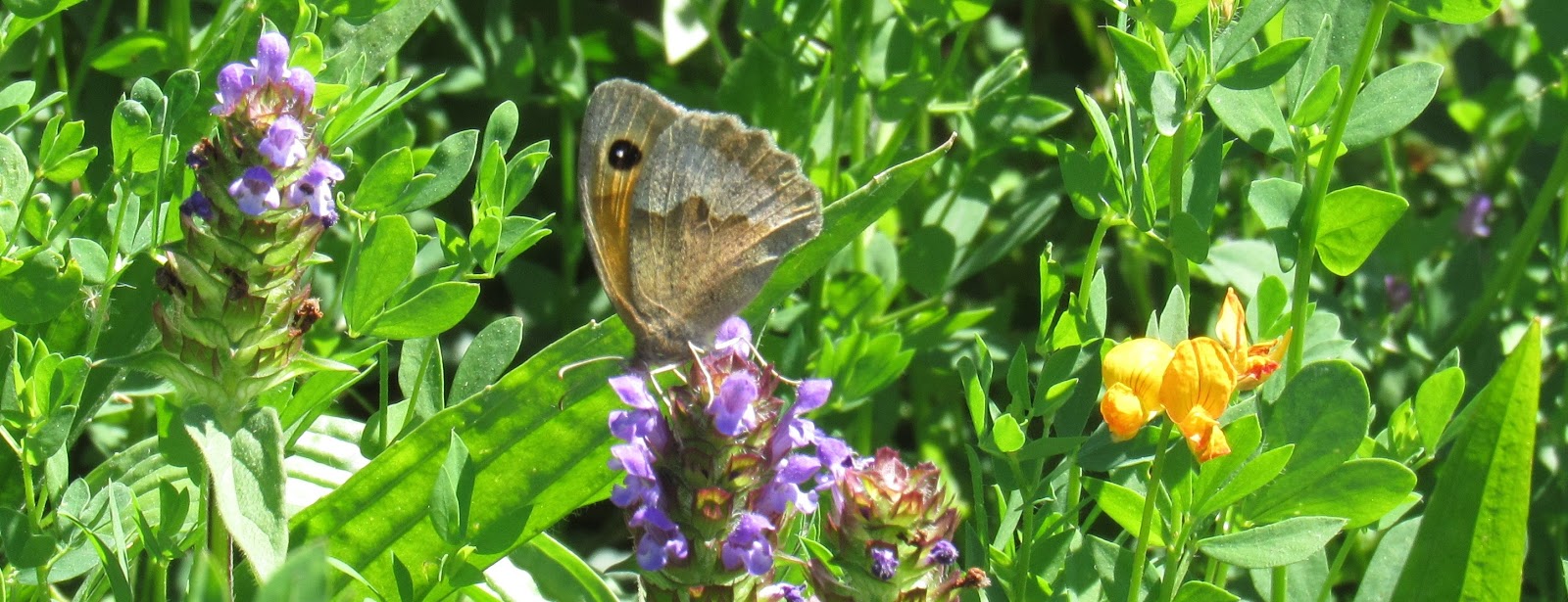 The Butterfly Bank: First Year Account