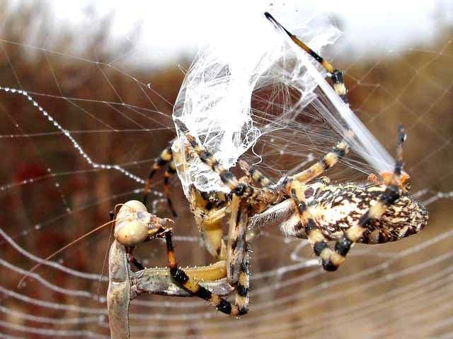 Spider vs mantis (8 pics) | Amazing Creatures