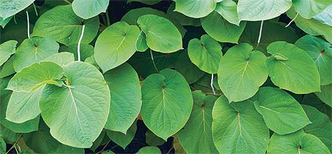 Unisus: Hierba Santa, propiedades