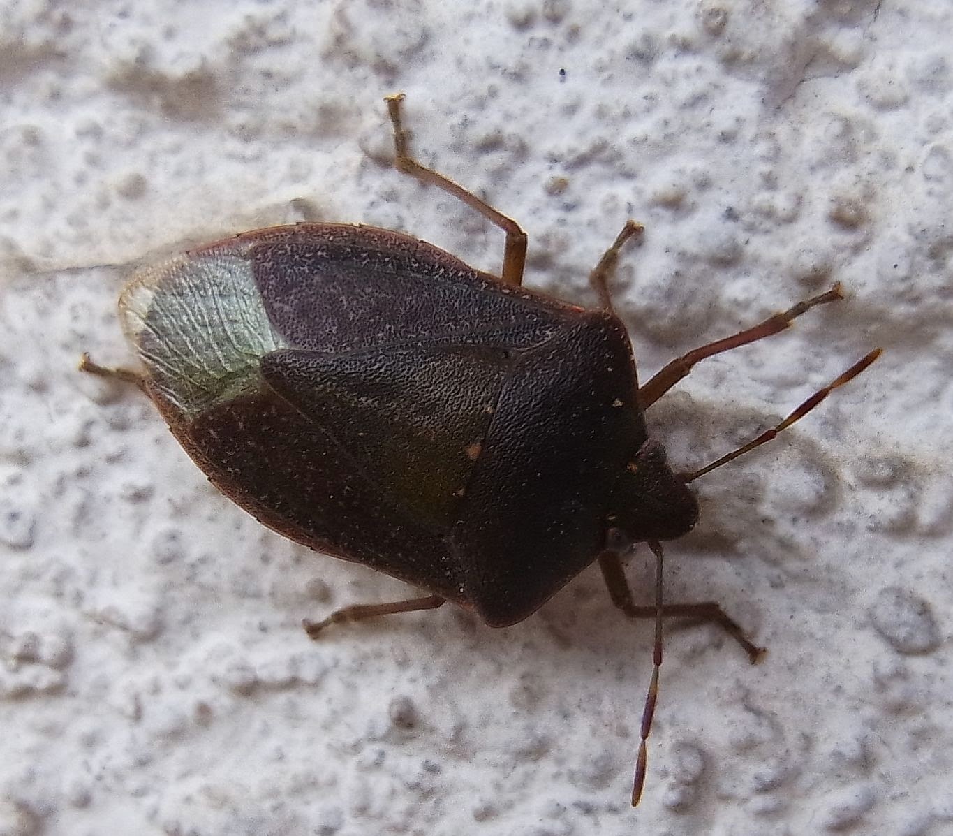 Wanderungen durch die Natur: Wanzenparade