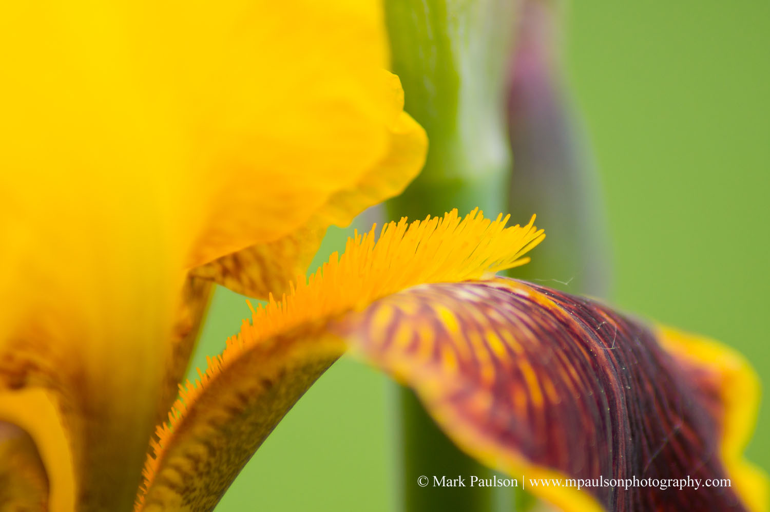 MAP Artistic Photography: Flora