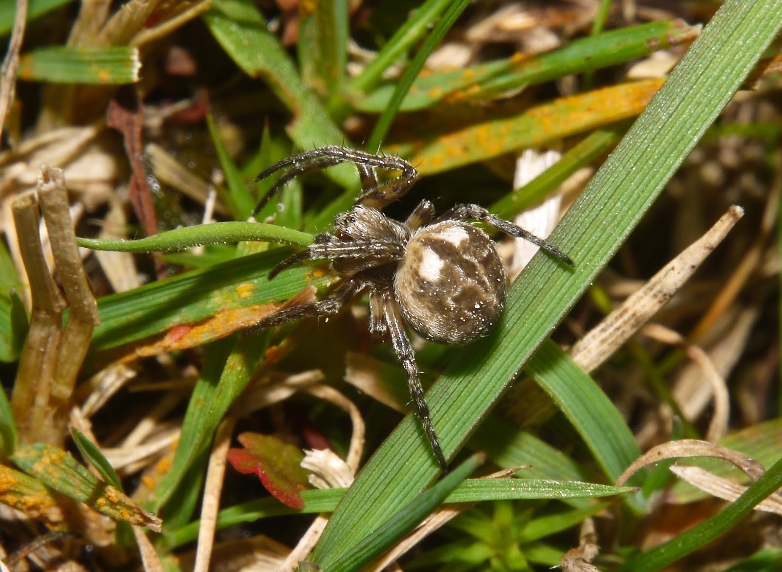 Northwest Norfolk Naturalists: Off Patch: Roydon Common