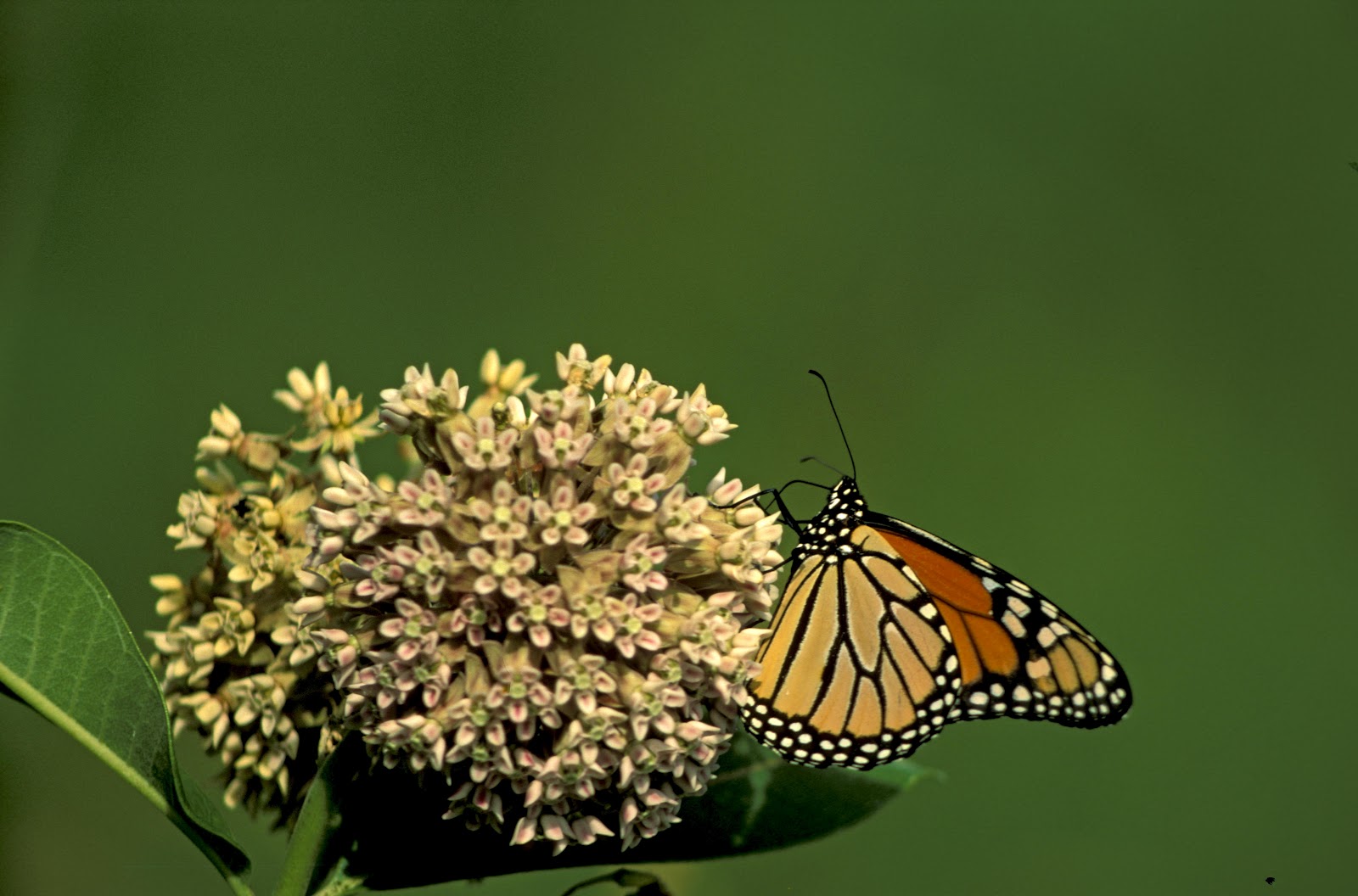 Kentucky Native Plant and Wildlife: Plant Now to Save the Monarch Butterfly