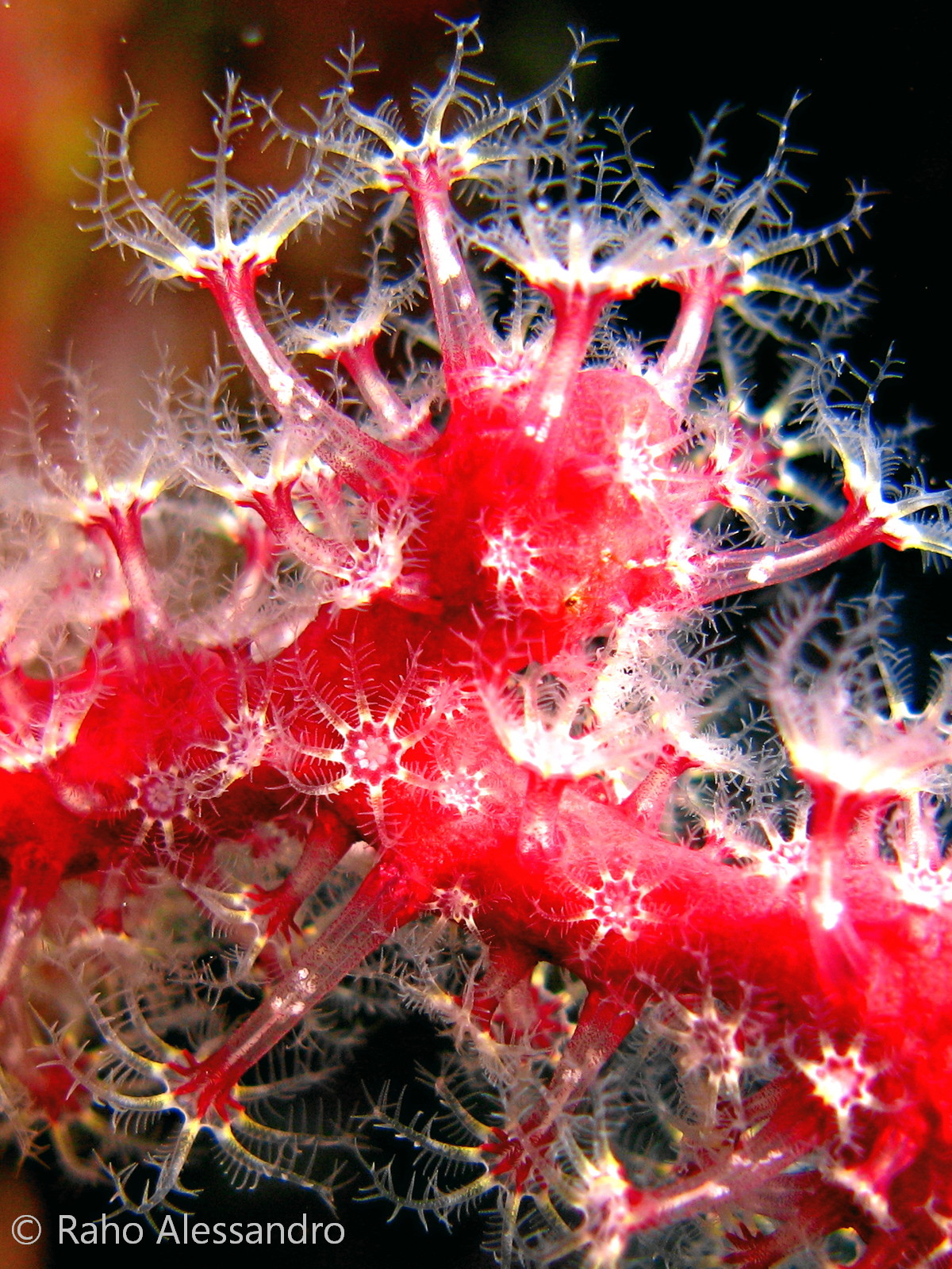 Necton e Plancton: Necton , Plancton , Benthos