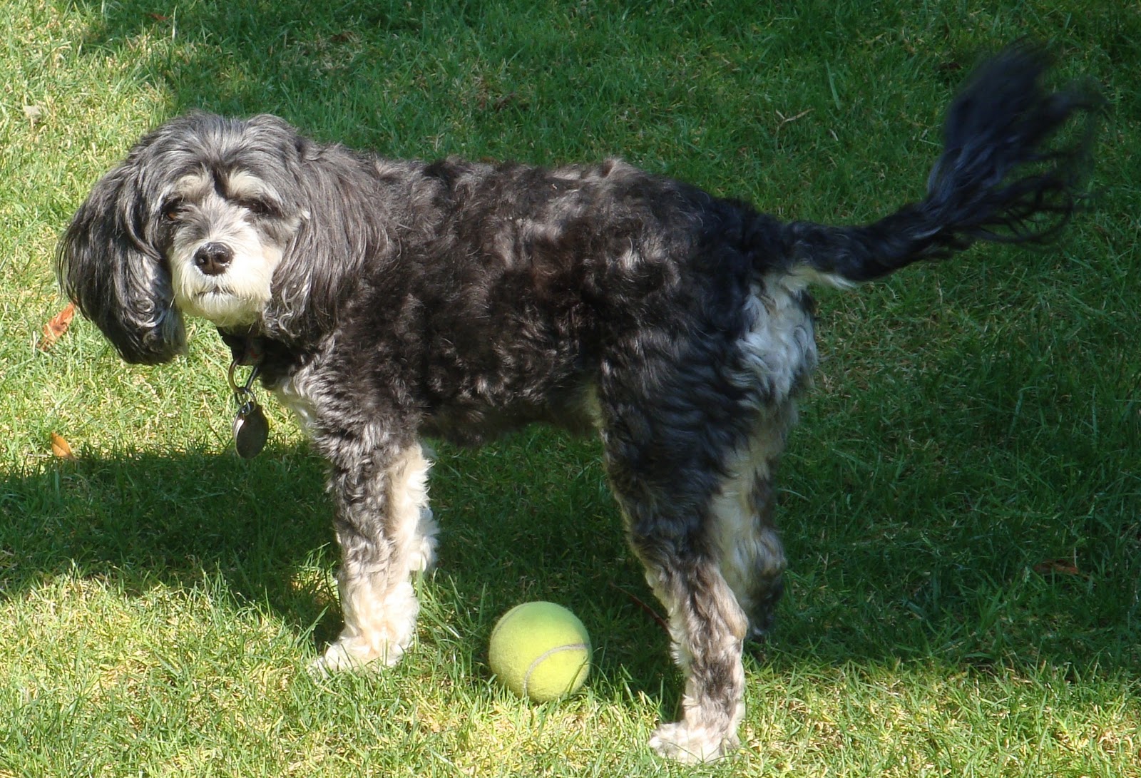 MissingCockapoo: Missing Black Female Cockapoo