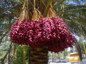 VARJACOM KROZ SVET: DATULE hurme