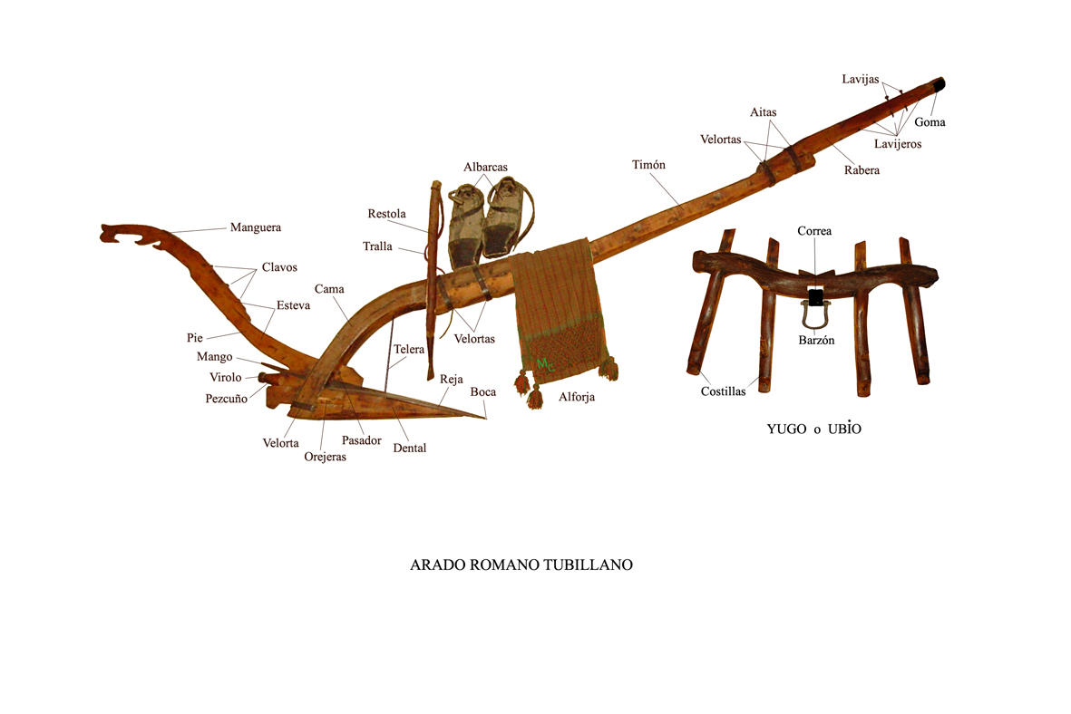 EL ARADO | La medusa Paca