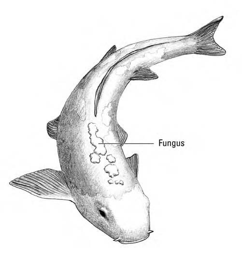 Spotting and Treating Common Koi Ailments ~ We love pets