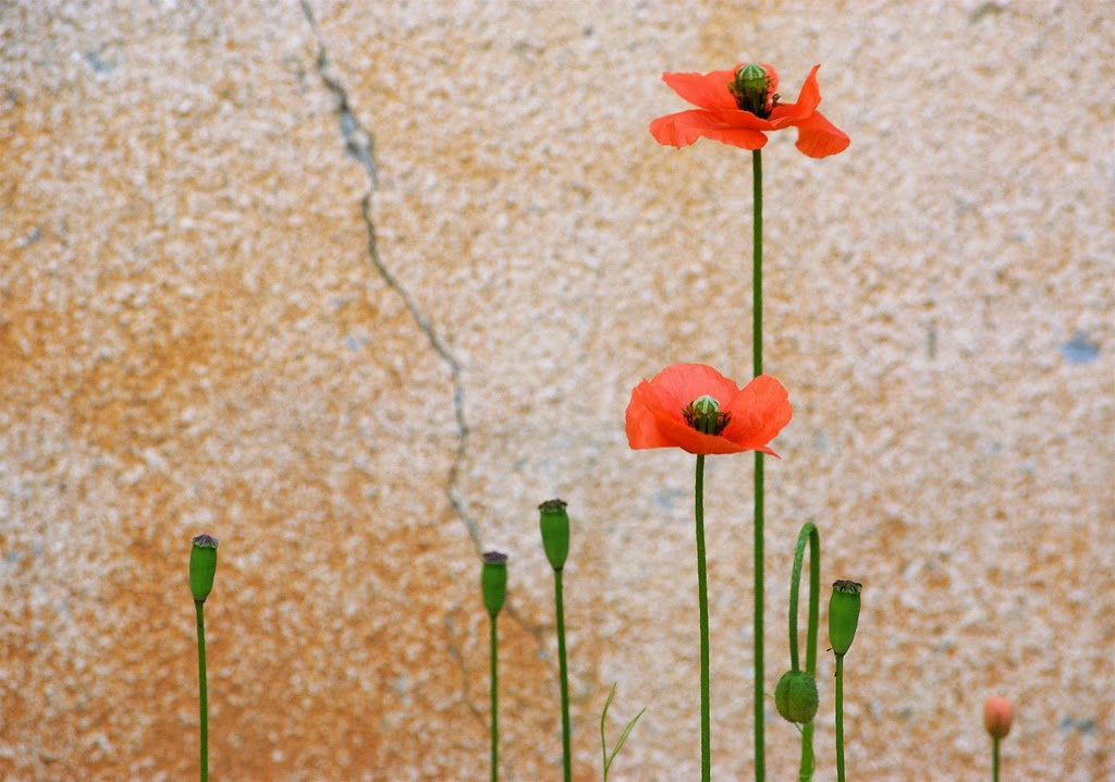 School Of Digital Photography: Using Backgrounds to Improve Your ...