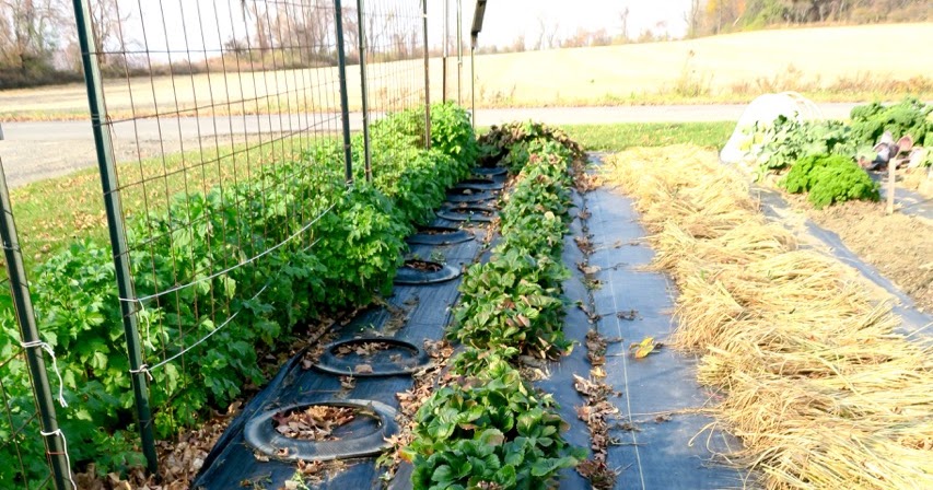 Upland: Covering The Strawberries For Winter