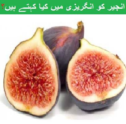 anjir انجير meaning in english ~ Watch And Learn