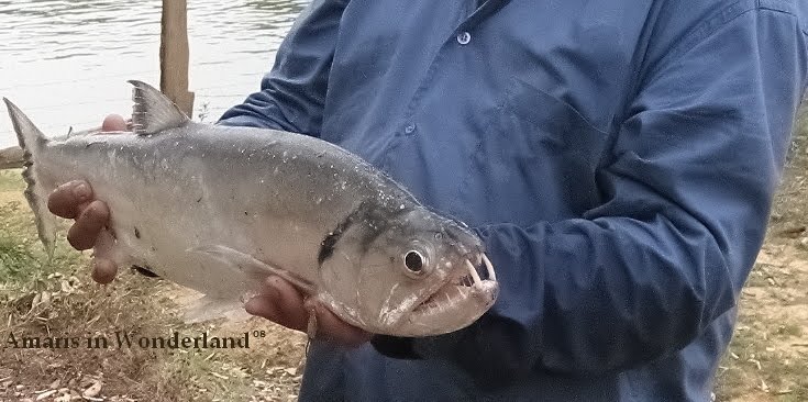 Go Goiano: The "Dog Fish" of Brazil