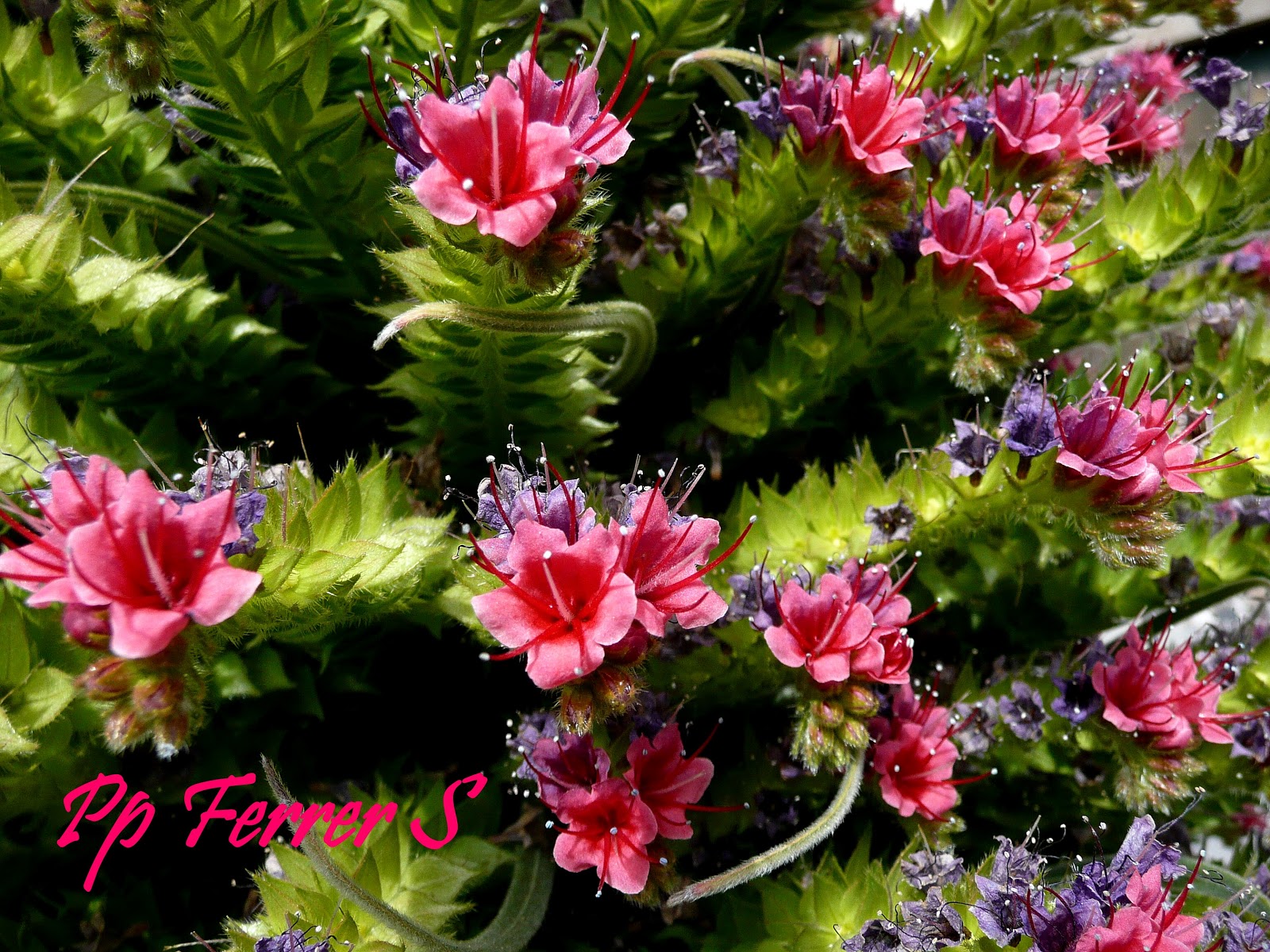 A LA VORA DE LA MAR: FLORES EN CANARIAS
