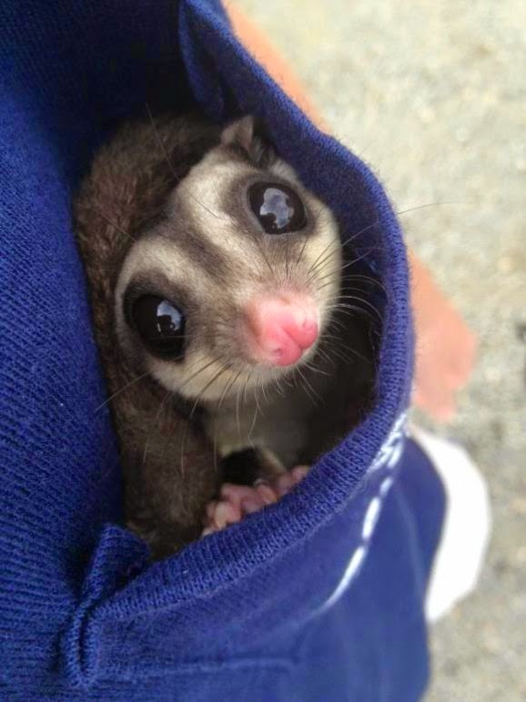 Những hình ảnh con vật ngộ nghĩnh đáng yêu 1 - Cảm Xúc Yêu Thương