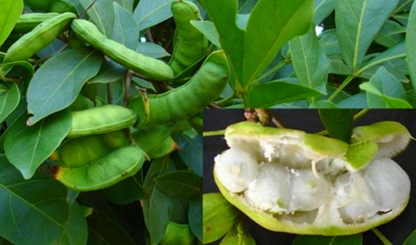 Blog do Edu Ambiental: Ingá