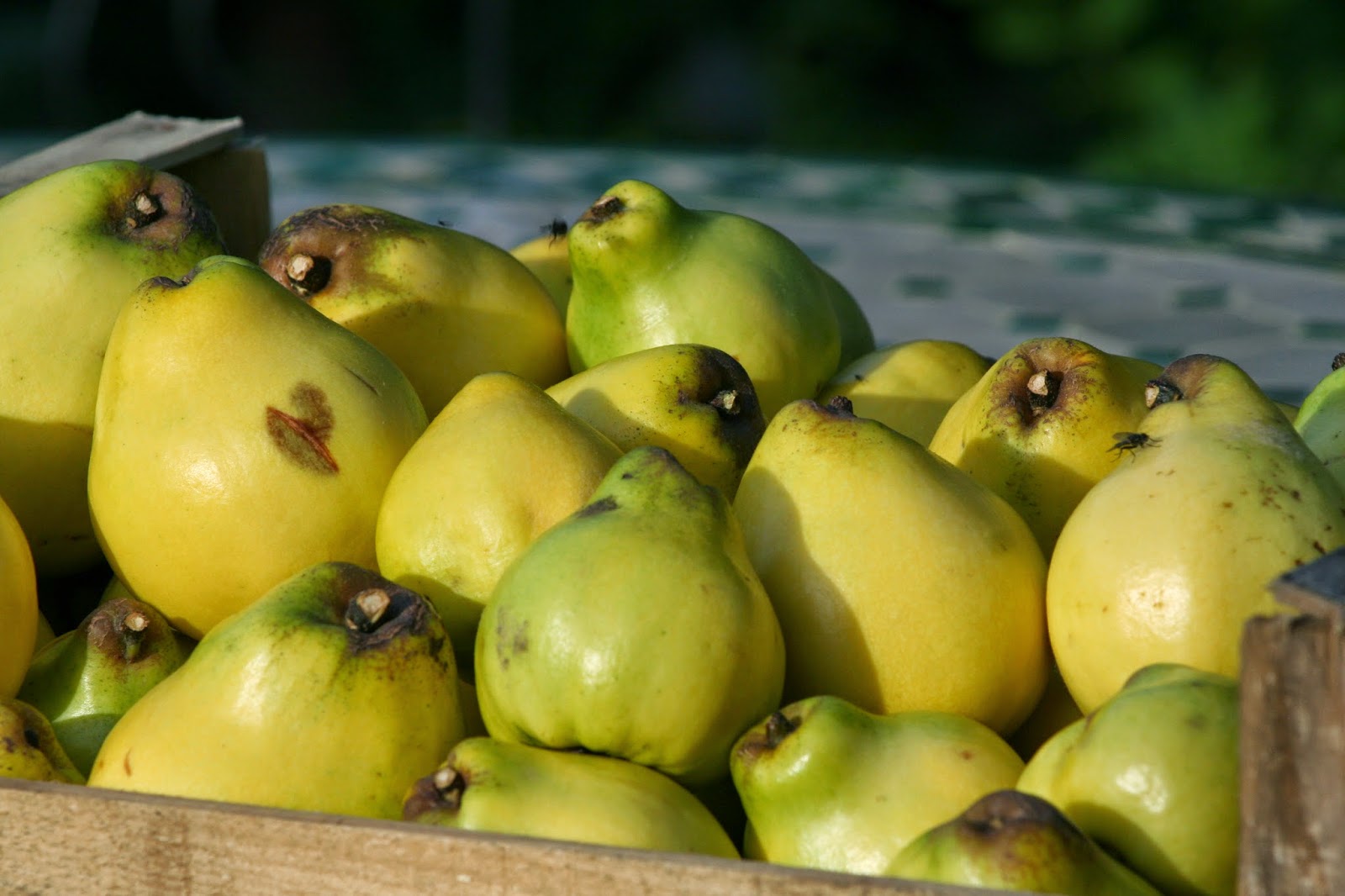 Le Jardin d'Hélène: LES COINGS