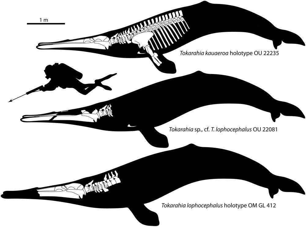 Species New to Science: [PaleoMammalogy • 2015] Tokarahia kauaeroa • A ...
