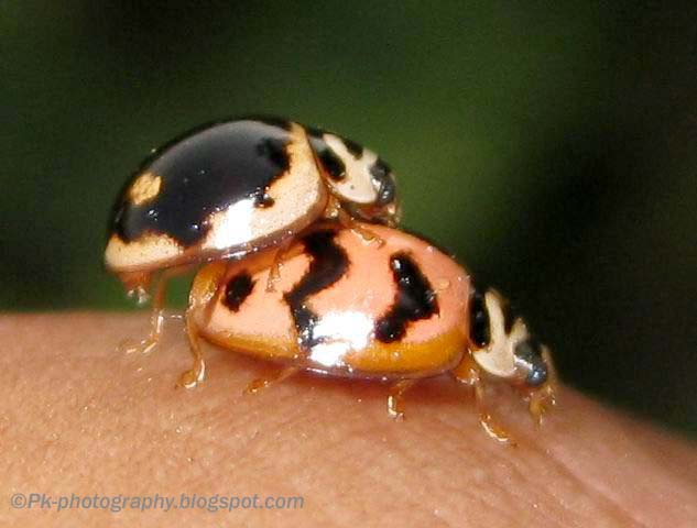 Six-spotted Zigzag Ladybird | Nature, Cultural, and Travel Photography Blog