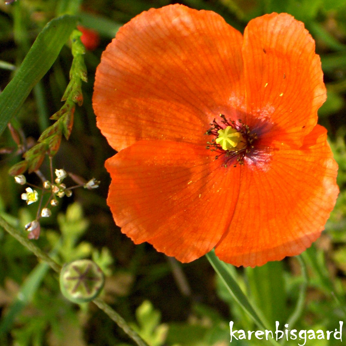 Karen`s Nature Photography: Tiny Sort of Poppy.
