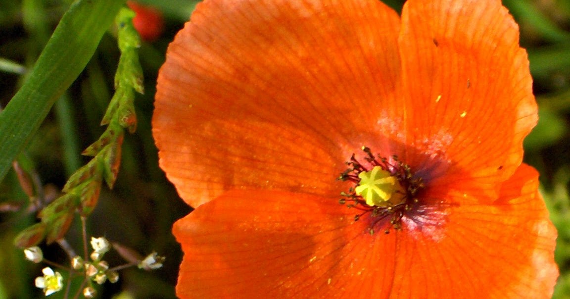 Karen`s Nature Photography: Tiny Sort of Poppy.