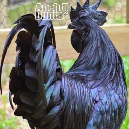 Menguak Mitos Binatang Berwarna Hitam - Berita Aneh dan Unik Terbaru