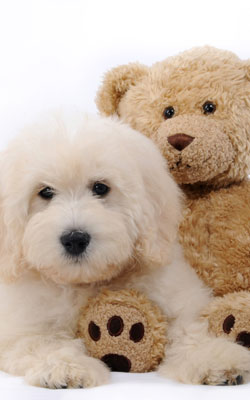 Animal Encyclopedia: Goldendoodle