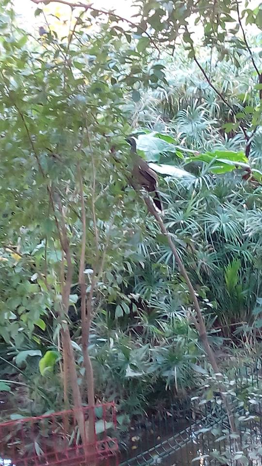 Pasión por el Acuarismo...Blog Regiomontano: Desaparición de ...